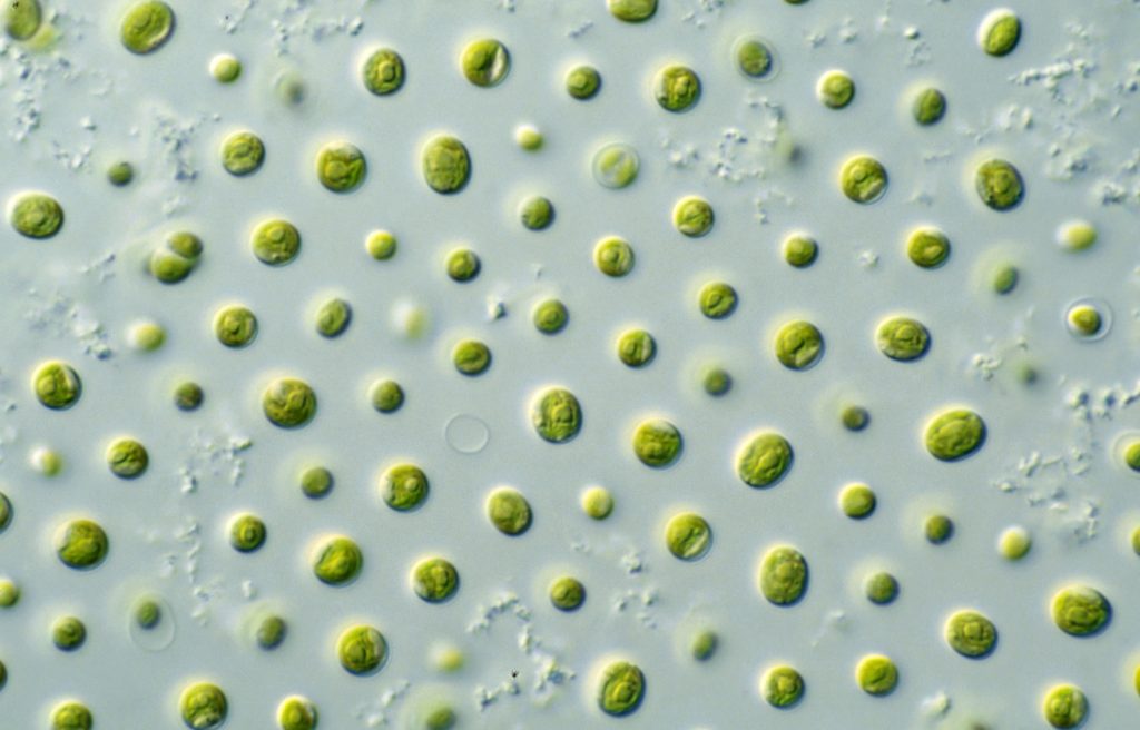 What are Micro-Algae? | BiosuperfoodBiosuperfood | Micro Algae | Worldwide